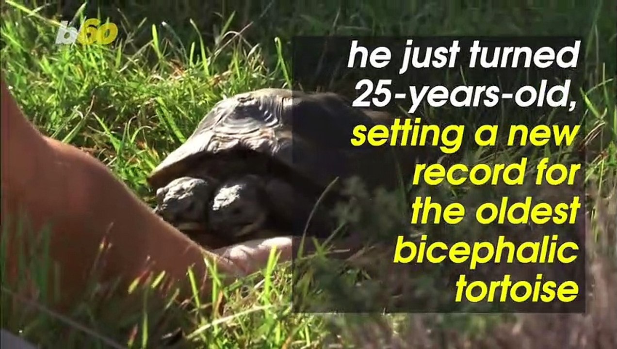 Unbelievable! Tiny Two-Headed Tortoise Celebrates 25th Birthday, a New ...