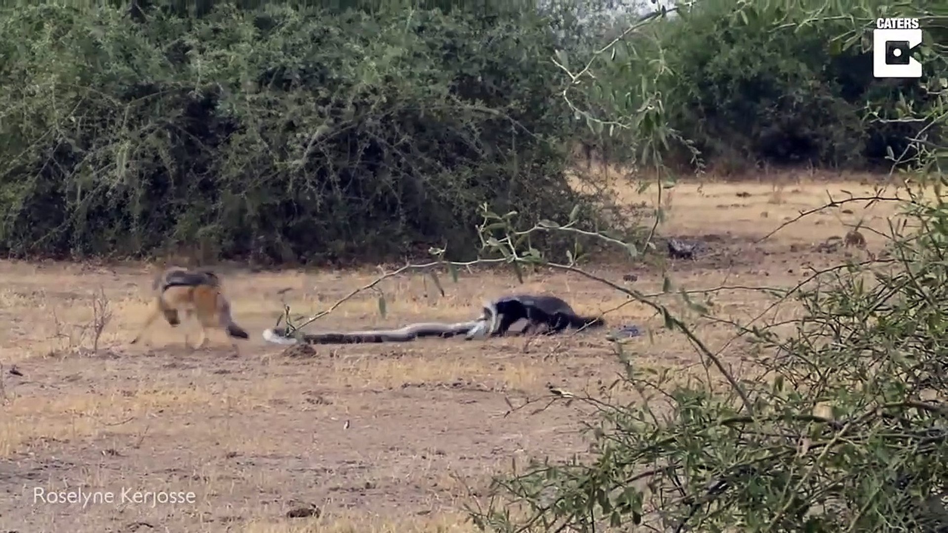 Honey Badger Vs Python
