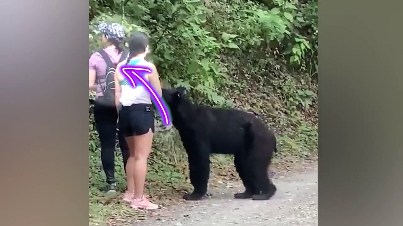 Ozzy Man Reviews Socially Awkward Bear - video Dailymotion