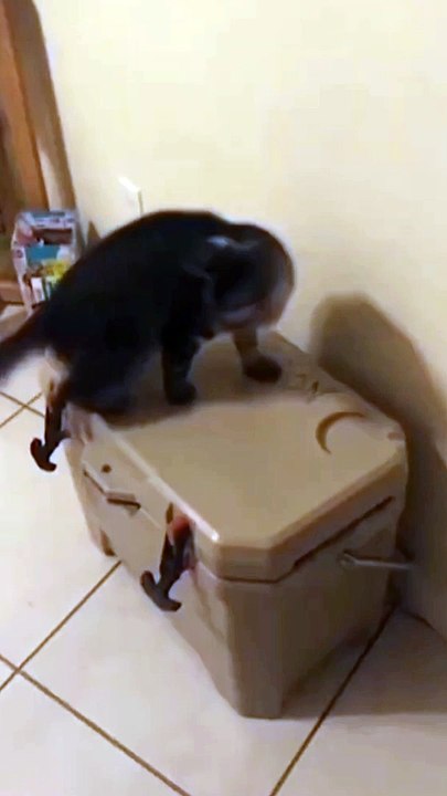 Fani video! Animal fani video!! Cat fani video!!! - video Dailymotion