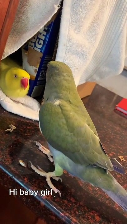 How to Woo a Girl, According to Beaker the Parrot - video Dailymotion