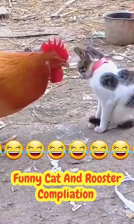 Funy Cat and Rooster compliation video - video Dailymotion