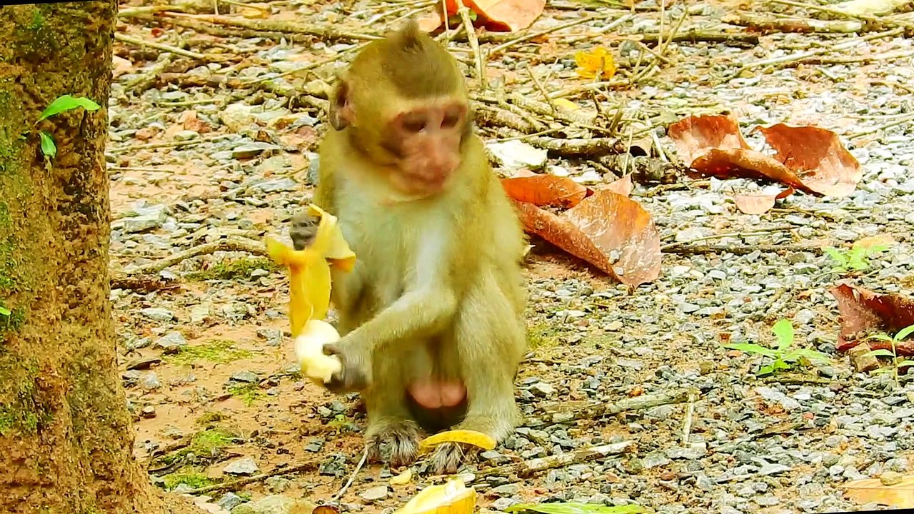 Mother and baby monkey, Baby monkey#46 - video Dailymotion