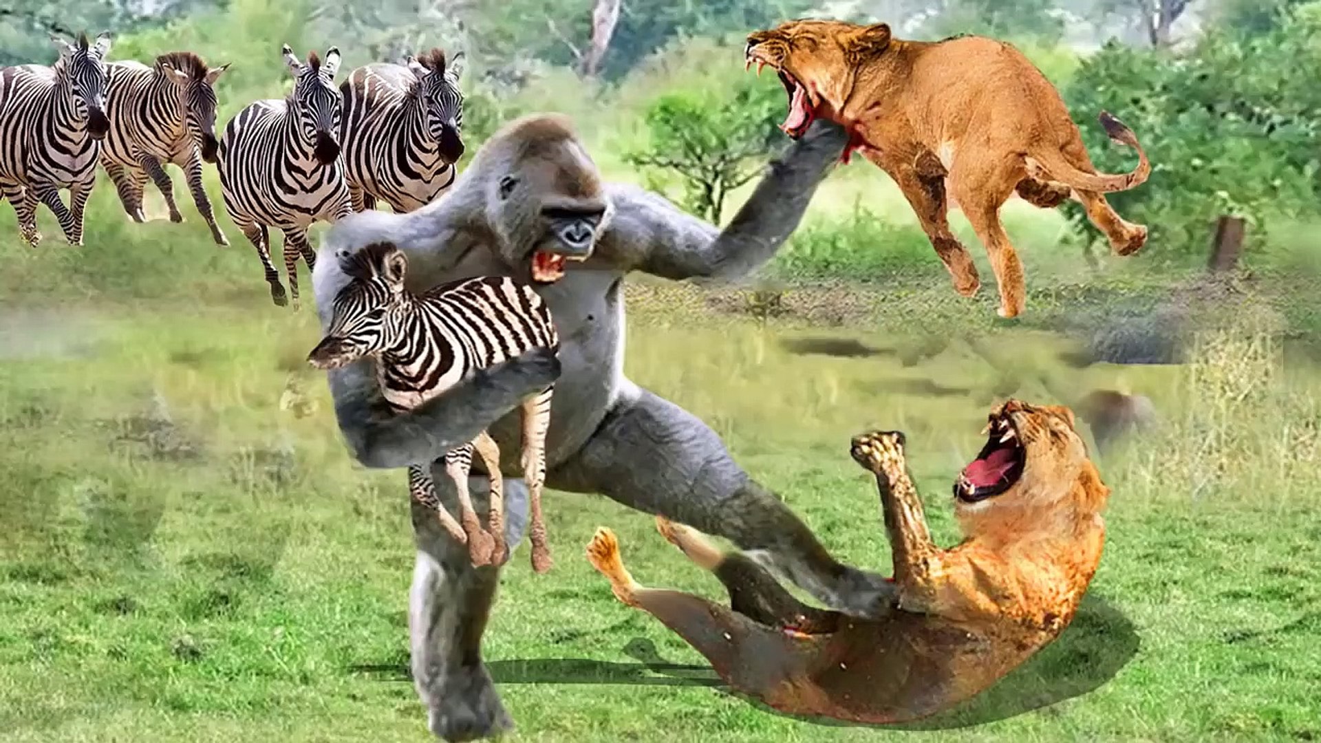 Lions Chasing Zebra