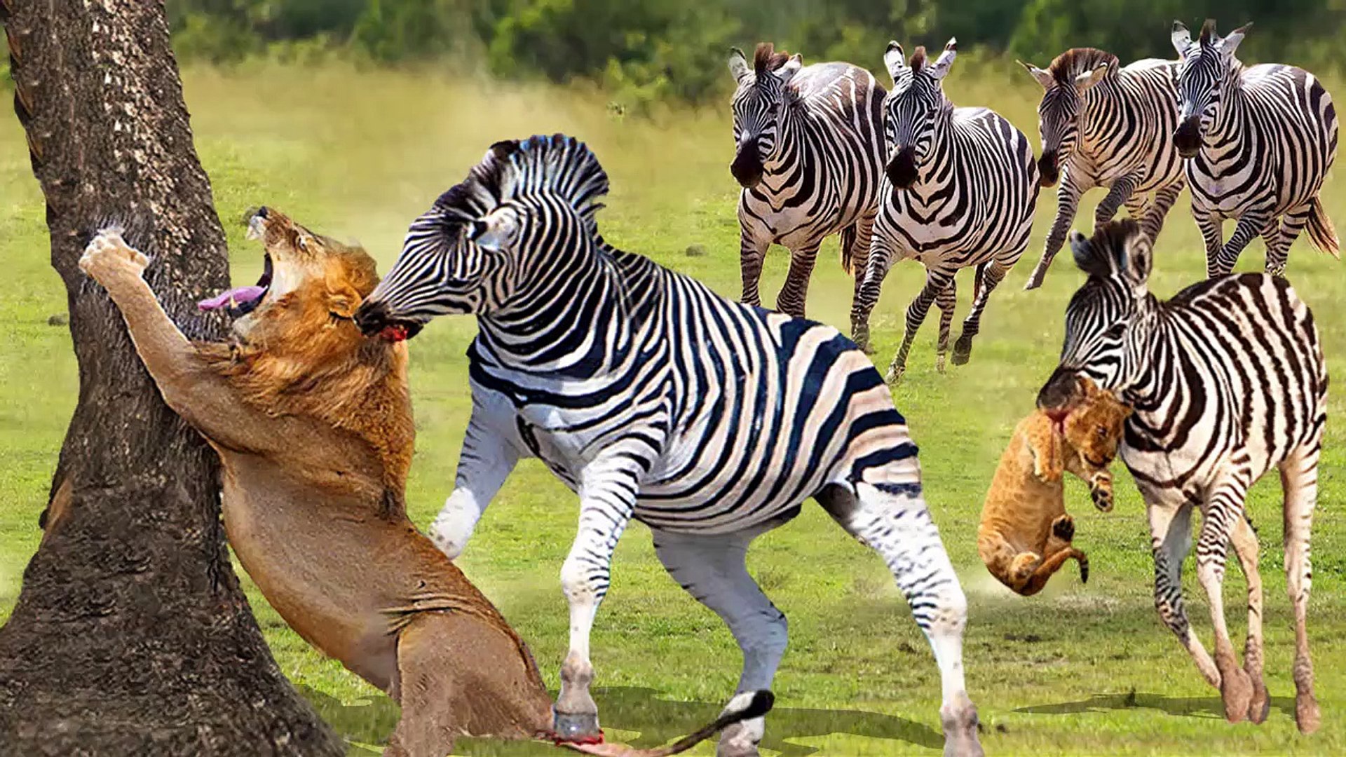 Images Of Zebras And Lions