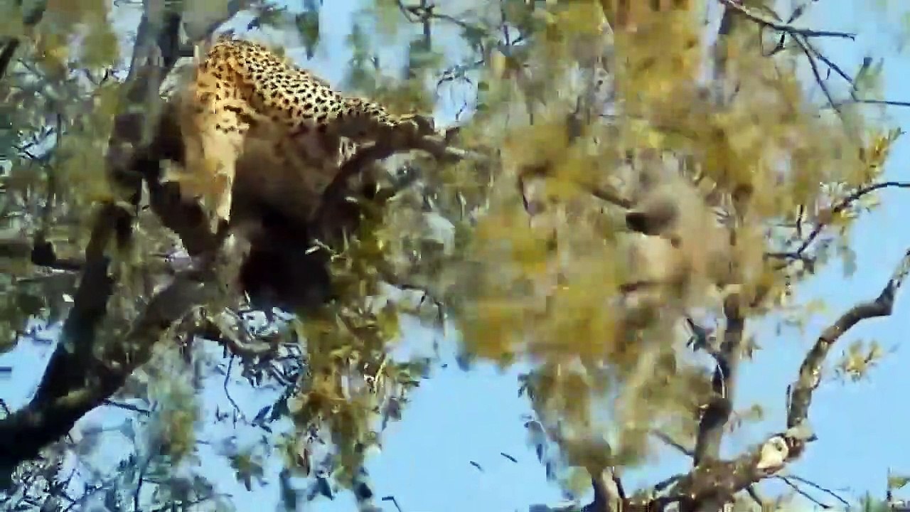 What Happens When The Speed King Goes Hunting - Leopard Vs Wildebeests ...