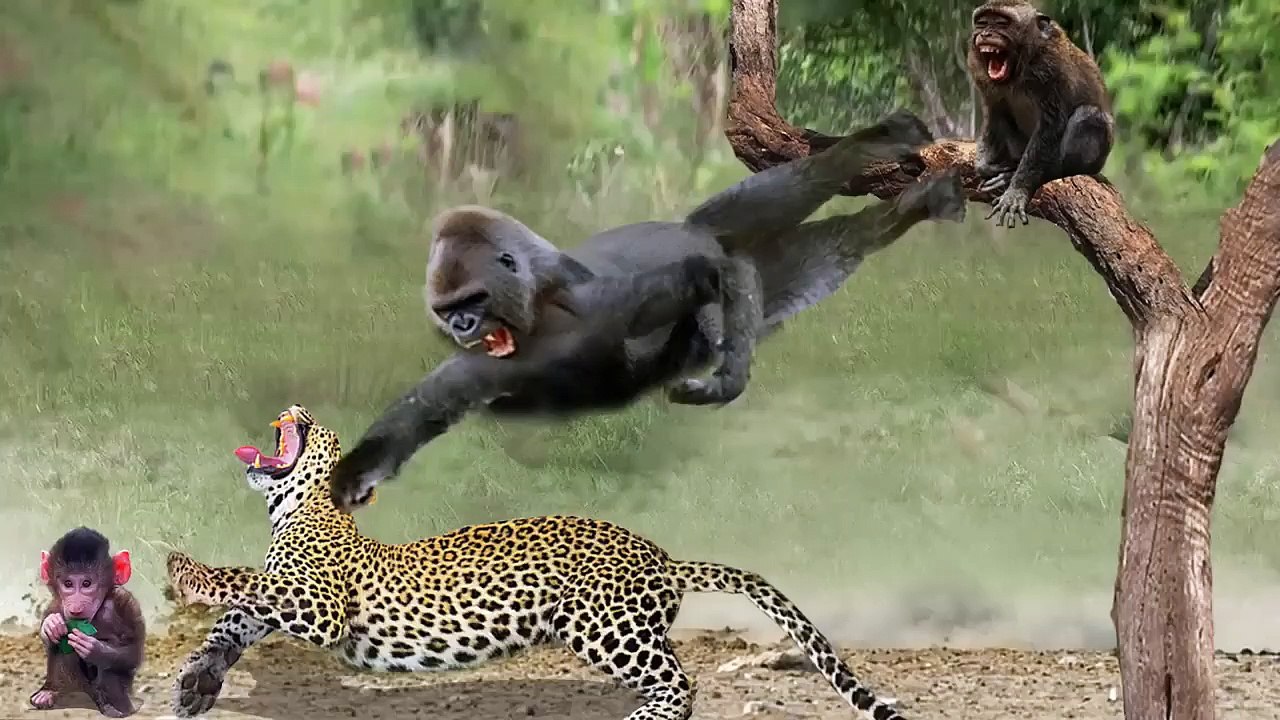 Amazing!! Monkey Flew Down And Punched The Leopard In The Mouth Because ...