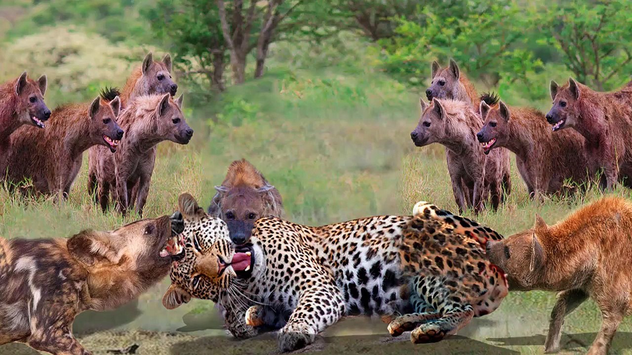 OMG!!! Angry hyenas take turns biting leopards for daring to catch cubs ...