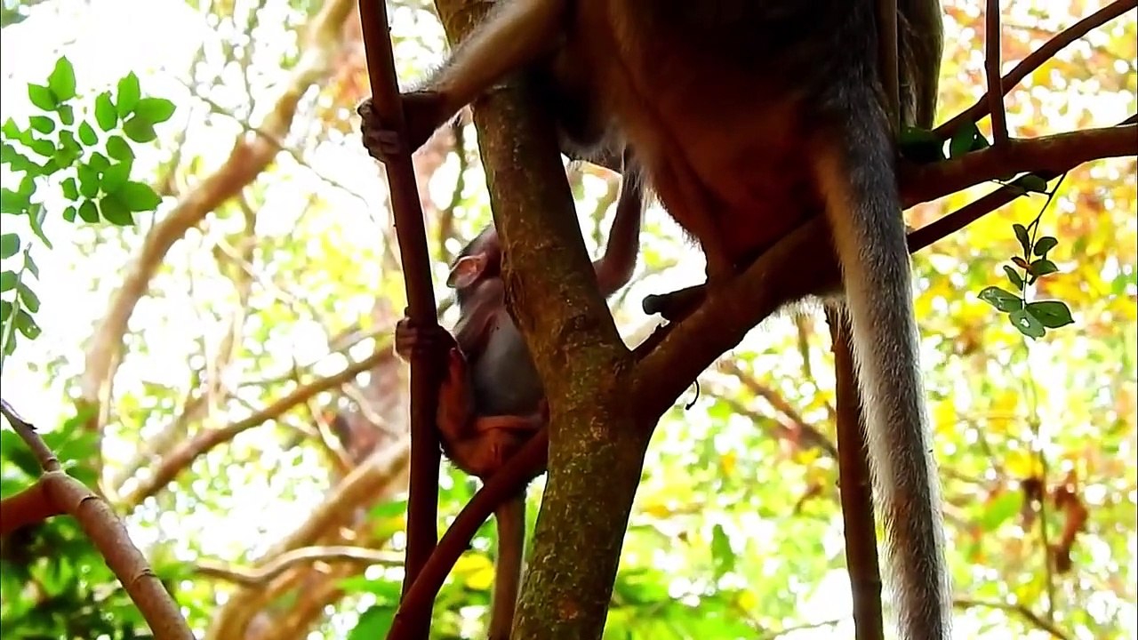 OMG!!! Gorilla Herd Rescue Mouse Success From Python Swallowing – Snake ...