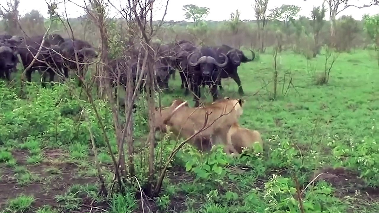 OMG! Giant Python Swallowing Lion Cubs While Mother Lion Chase and Kill ...