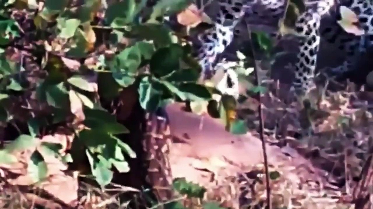 Python Tighten Leopard - Leopard vs Python Fight Very Fierce, Who is Win Tiger Hunts Large Gaur ...