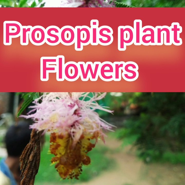 Prosopis plant flowers - video Dailymotion