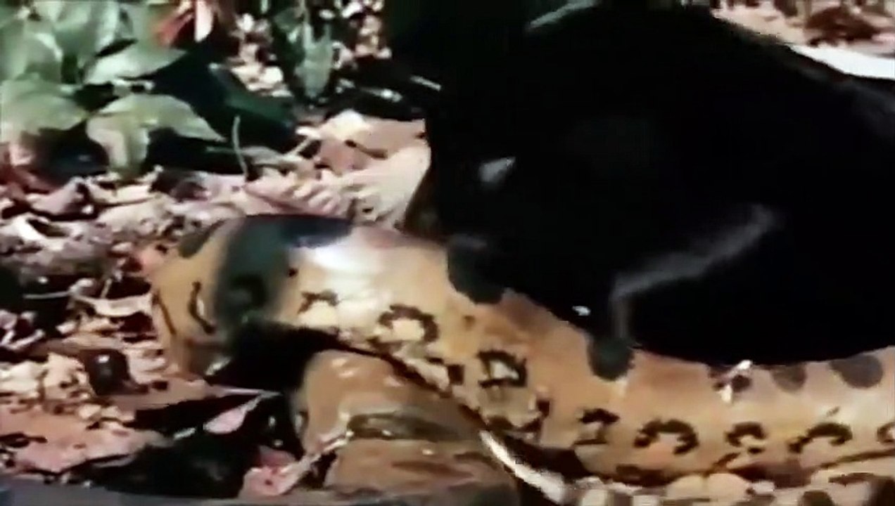 Big Cat Powerful Become Prey Of The Giant Anaconda – Lions vs Python ...