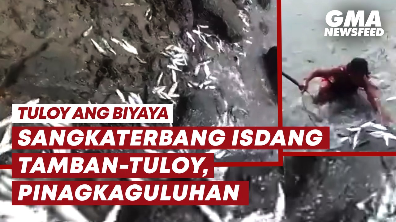 Sangkaterbang isdang tamban-tuloy, pinagkaguluhan | GMA News Feed ...