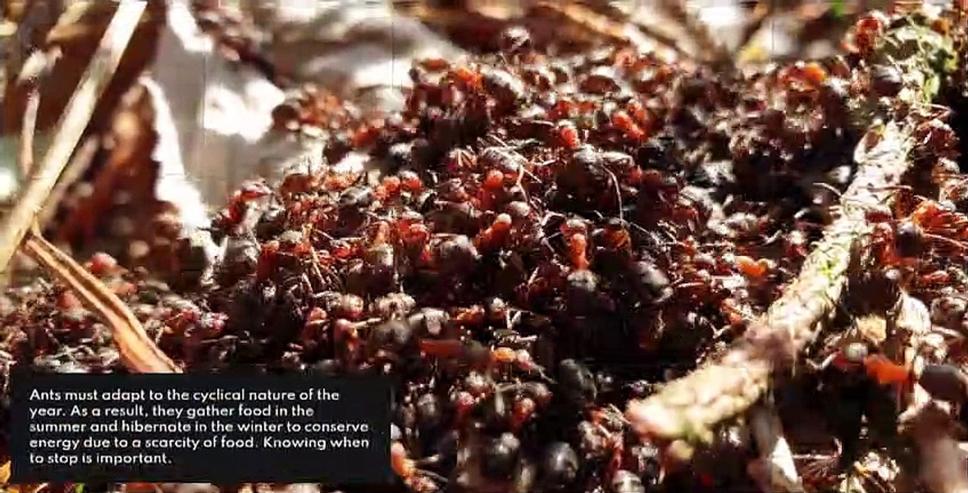 7 Life LESSONS You Can Pick Up From Ants - video Dailymotion