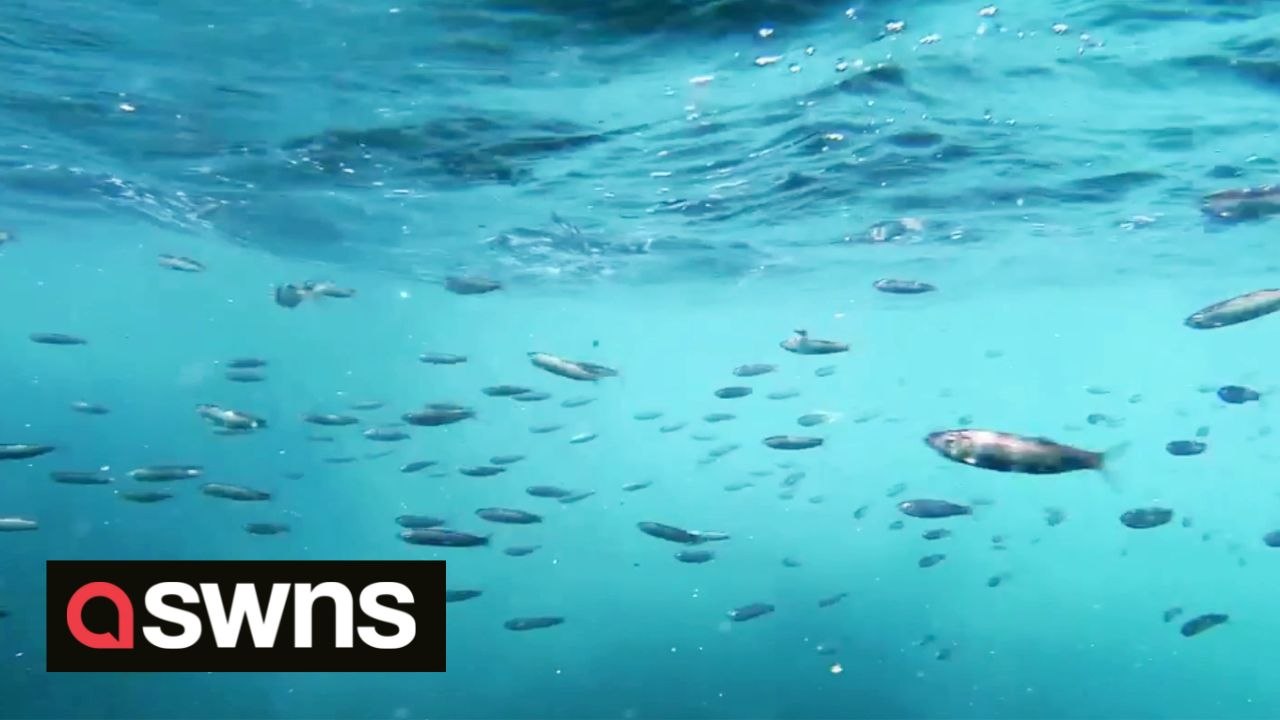 Rare footage shows how the population of the 'world's most expensive ...
