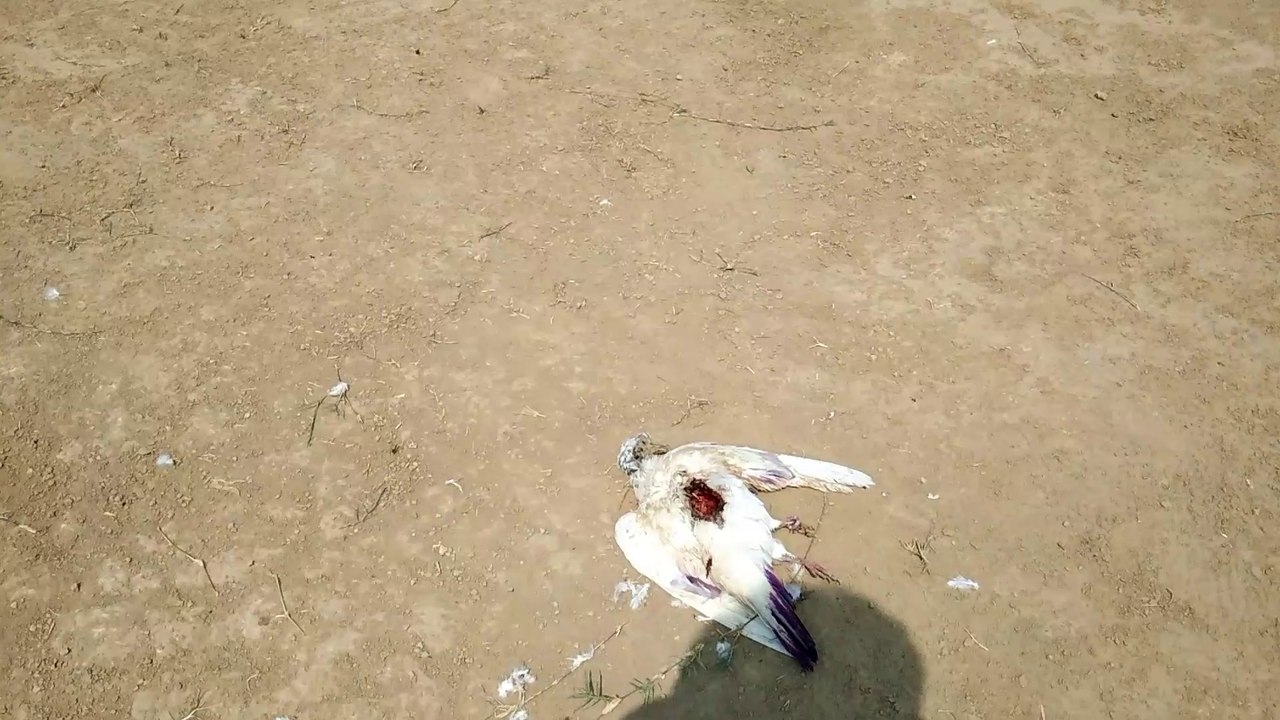 Found dead pigon bird frim forest full visit - video Dailymotion