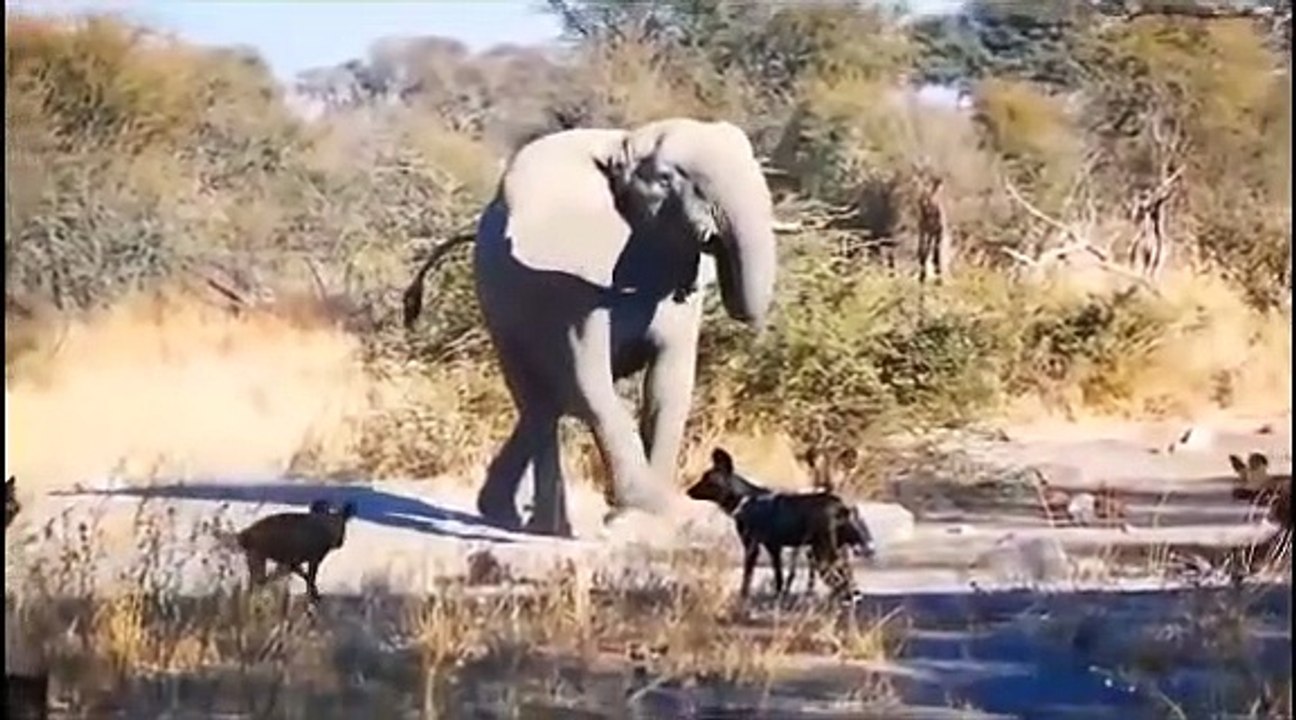 Big Mistake When Python Swallows Baby Leopard,Attack Python RhinoVs ...