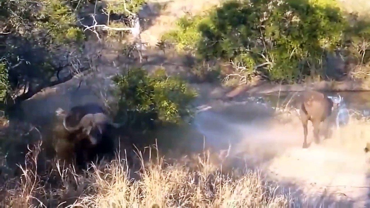 Python Is Too Aggressive Angry Python Gets Bitten By Predators While ...