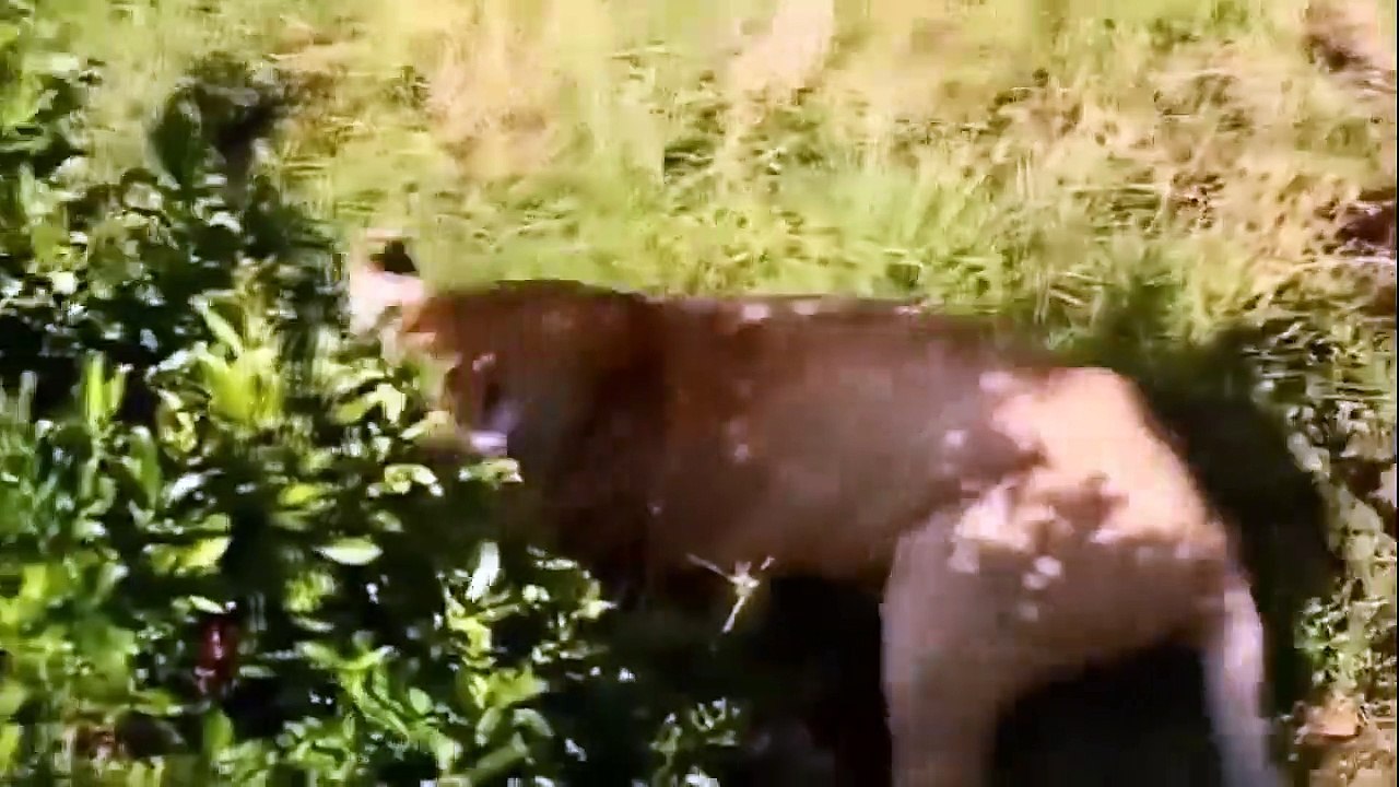 Carnivores Become Prey Lions Vs Pigs, Buffaloes Elephants Take Down ...