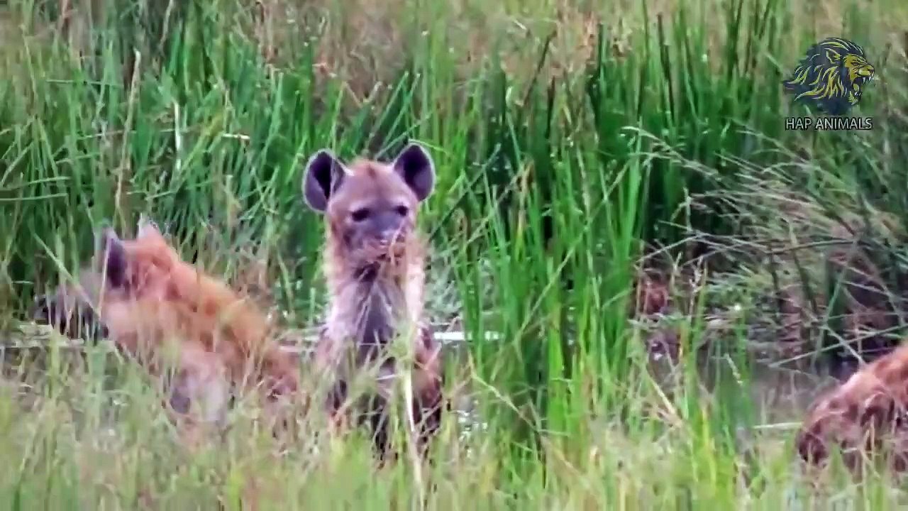 Wildebeest fight back predators to survive - Wildebeest vs Lion ...