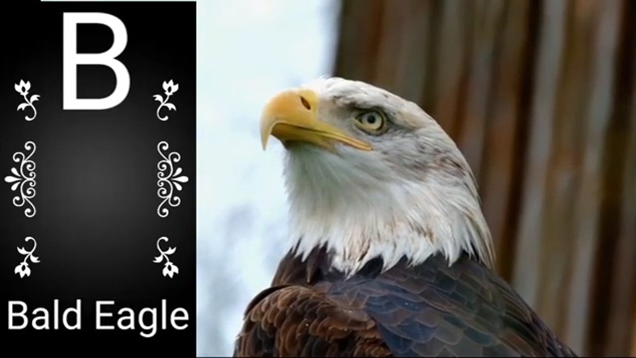 ANIMALS NAMES STARTING WITH B + ANIMALS WITH B + ANIMALS NAME START ...