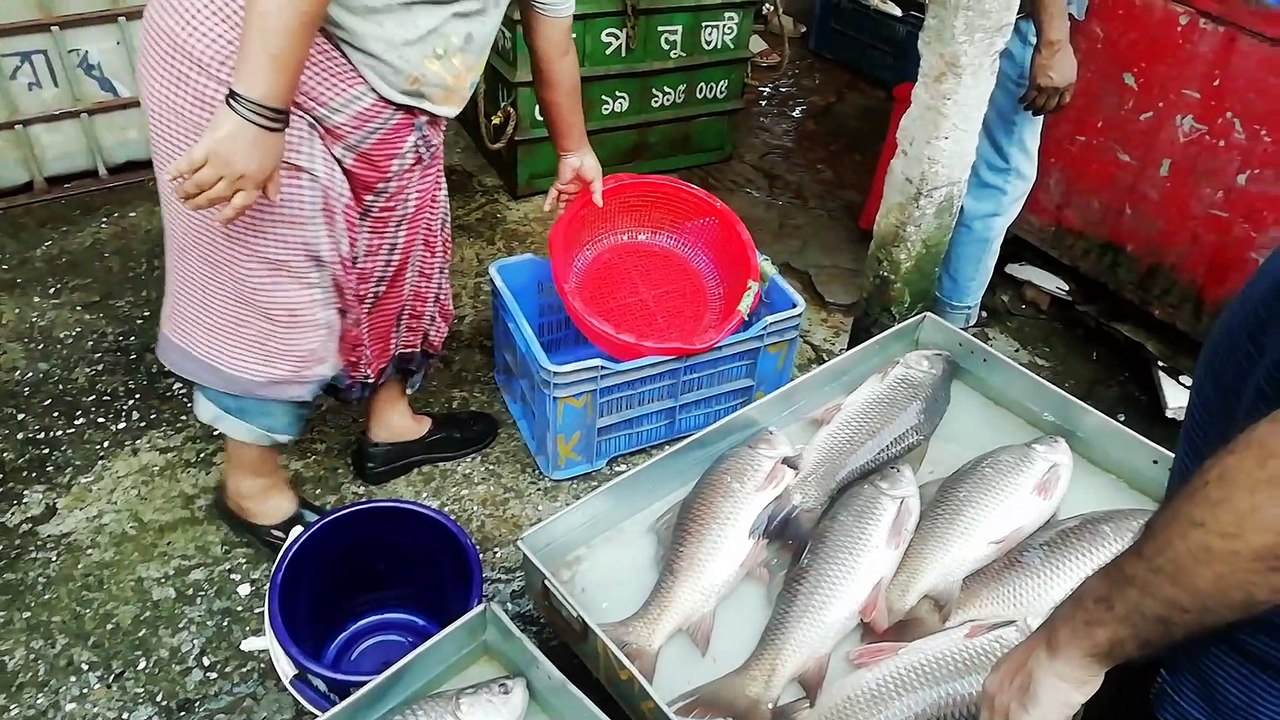 Mountain of fish video || More natural fish Collection || Two hour Fish ...