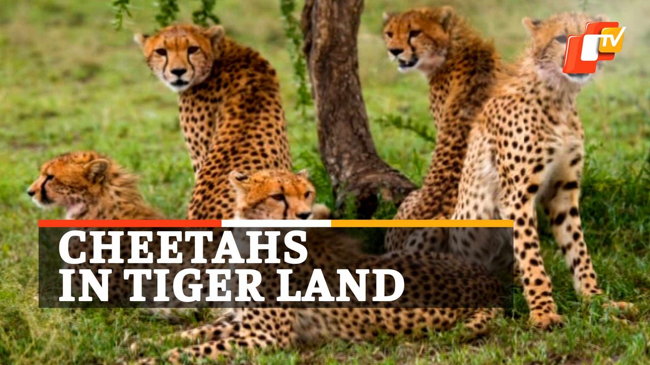 Cheetahs In Land Of Tiger - EIght Cheetas Brought From Namibia To India ...