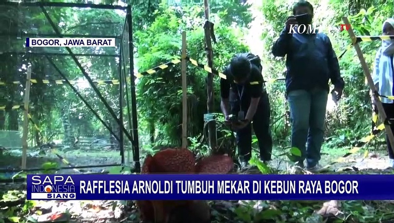 16 Tahun Dikembangkan oleh Peneliti, Bunga Rafflesia Arnoldi Mekar di ...