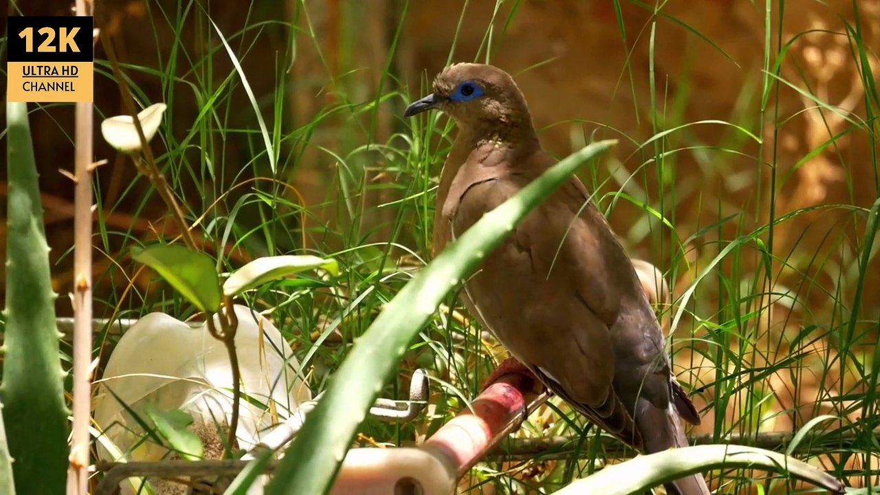 12K ULTRA HD Birds - video Dailymotion