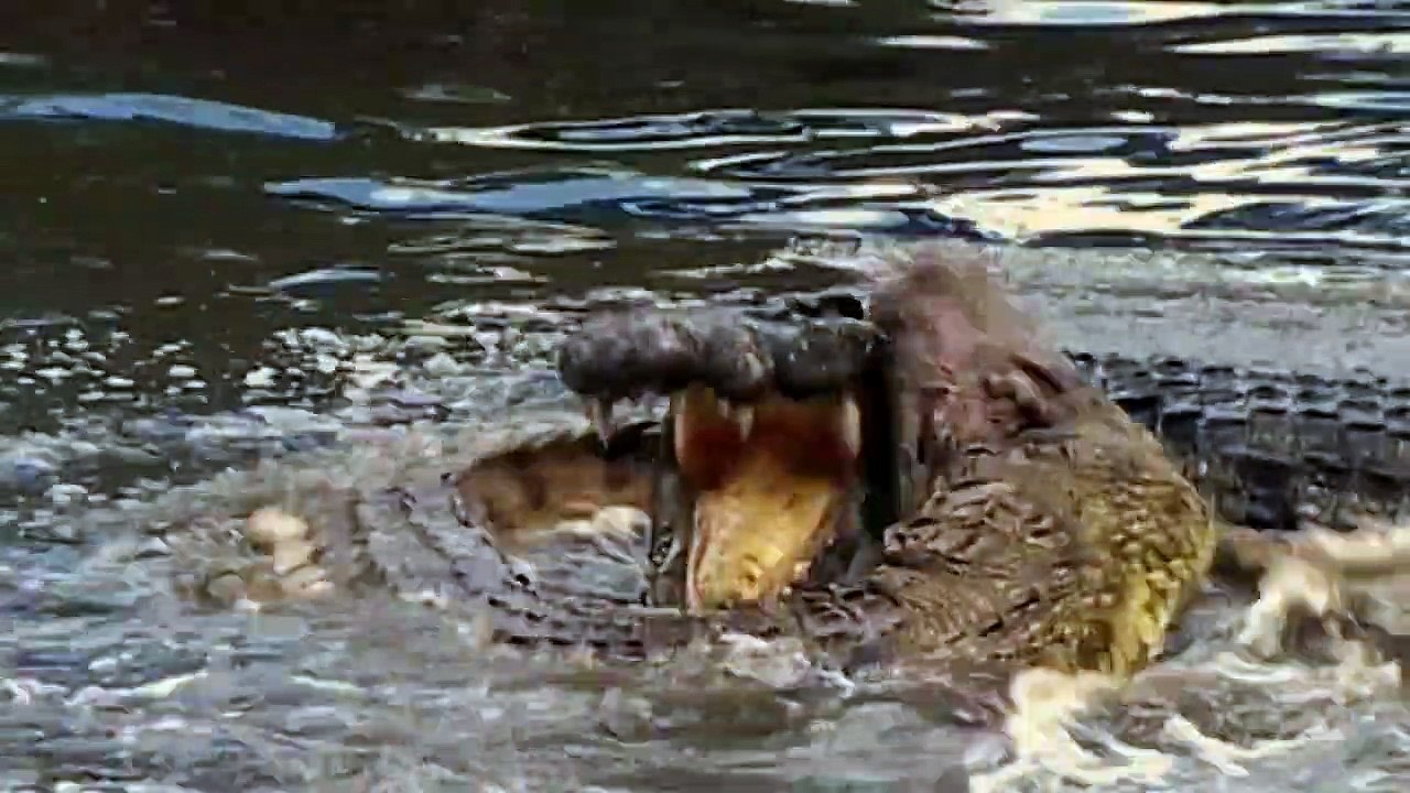 11 CRAZY Moments of Animals Fighting Over Food Pet Spot - video Dailymotion