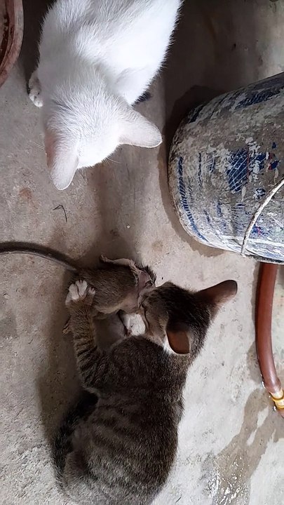 Pet Baby cat eat rat in India - video Dailymotion