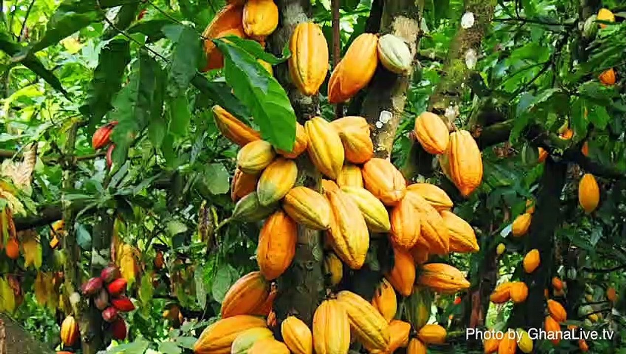 Where does chocolate come from_ - video Dailymotion