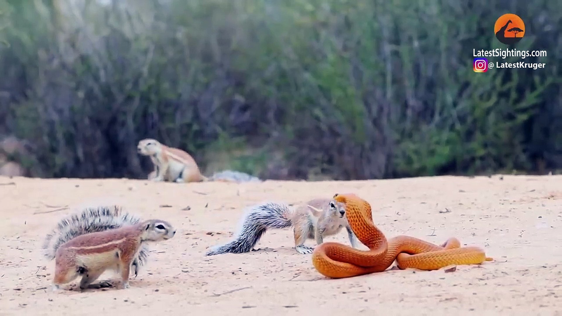 Cartoon Mongoose Vs Cobra