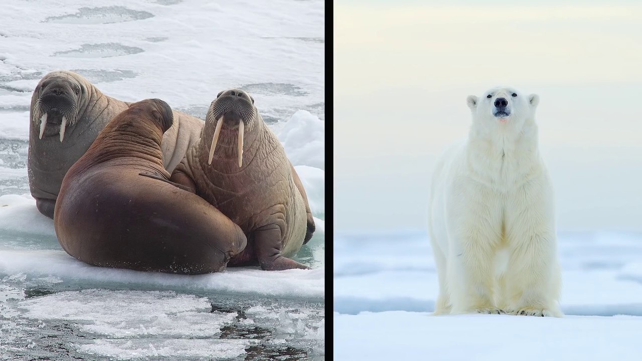 How do polar animals survive the cold_ - video Dailymotion