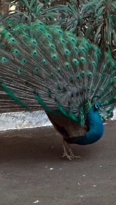 Funny mor animal - video Dailymotion