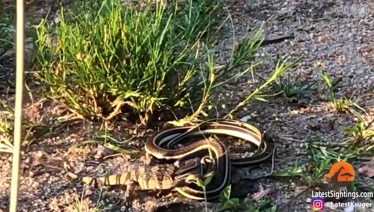 Lizard Fights Snake to Try Escape - video Dailymotion