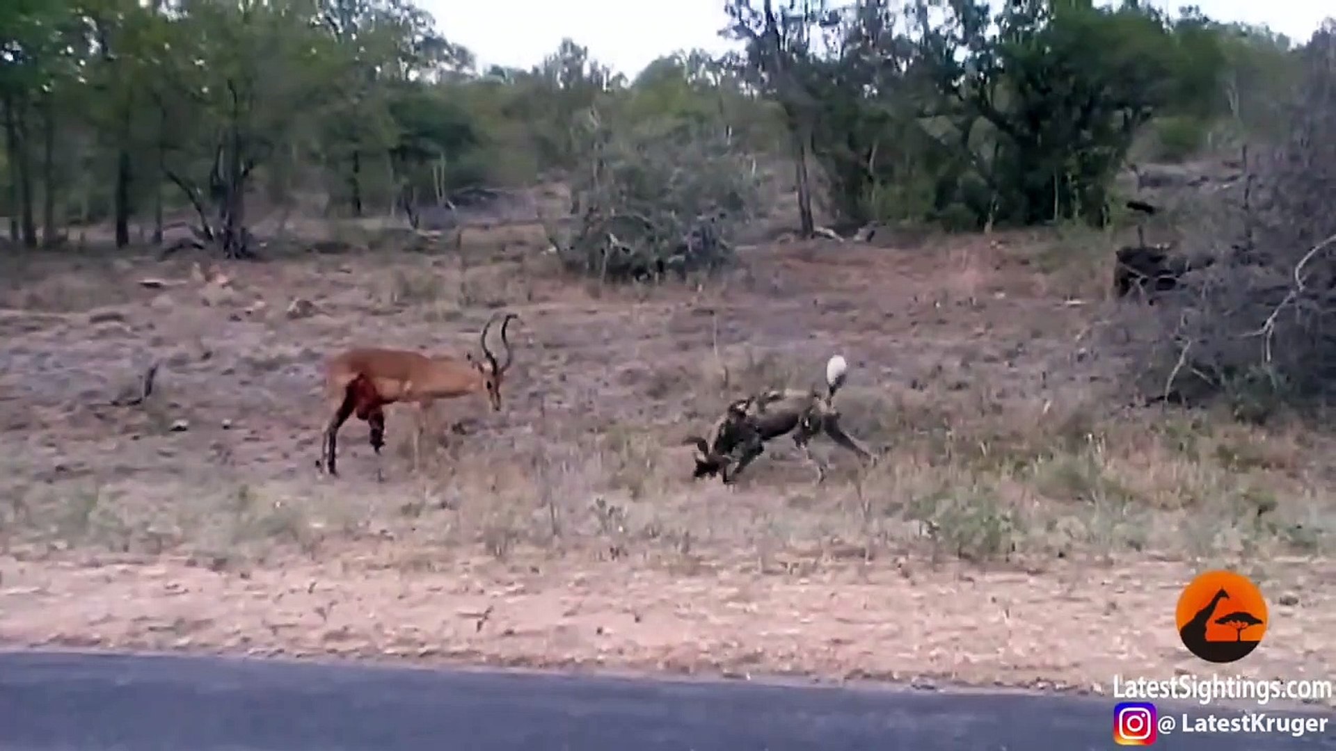 Impala Fighting Back Wild Animal Park