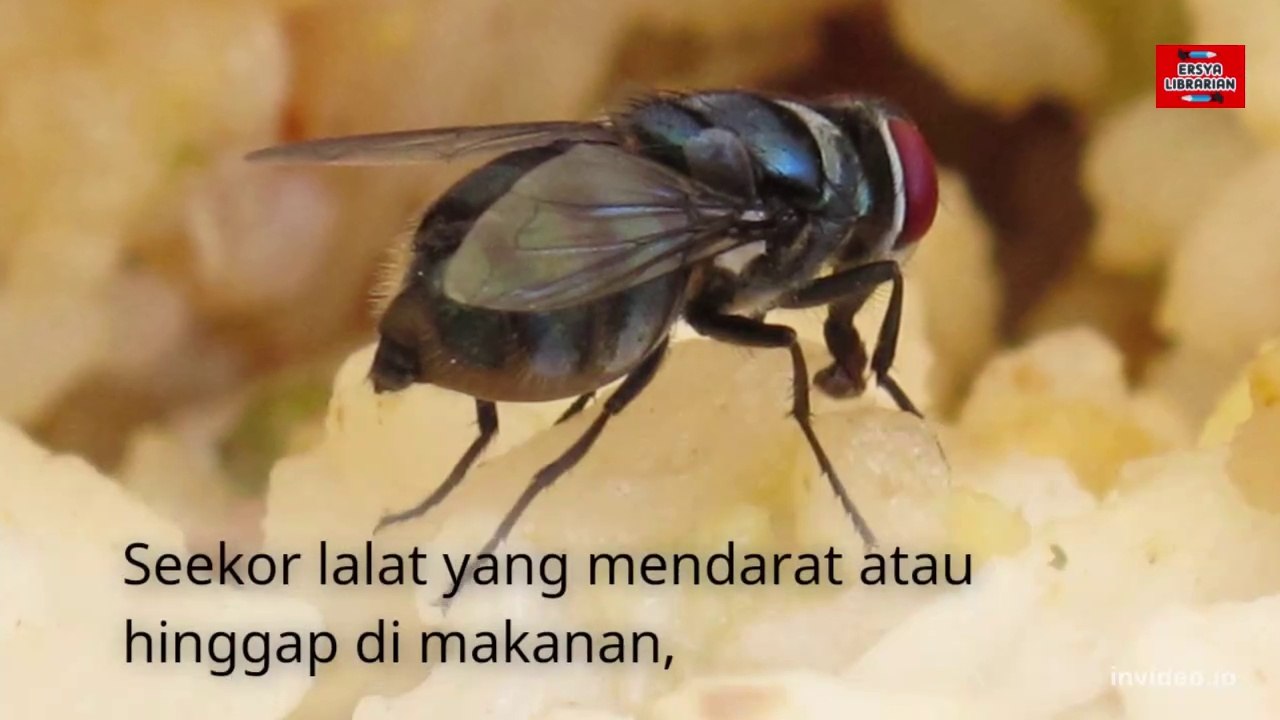Makanan Dihinggapi Lalat, Bolehkah Dikonsumsi - Video Dailymotion