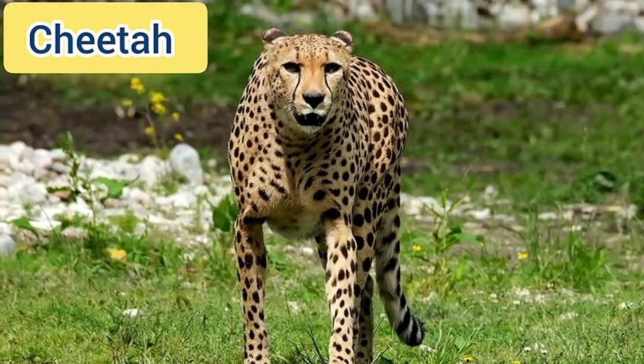 Cheetah: Pride of Incredible India - video Dailymotion