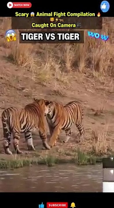 Wild_Animal_Encounters~ - video Dailymotion
