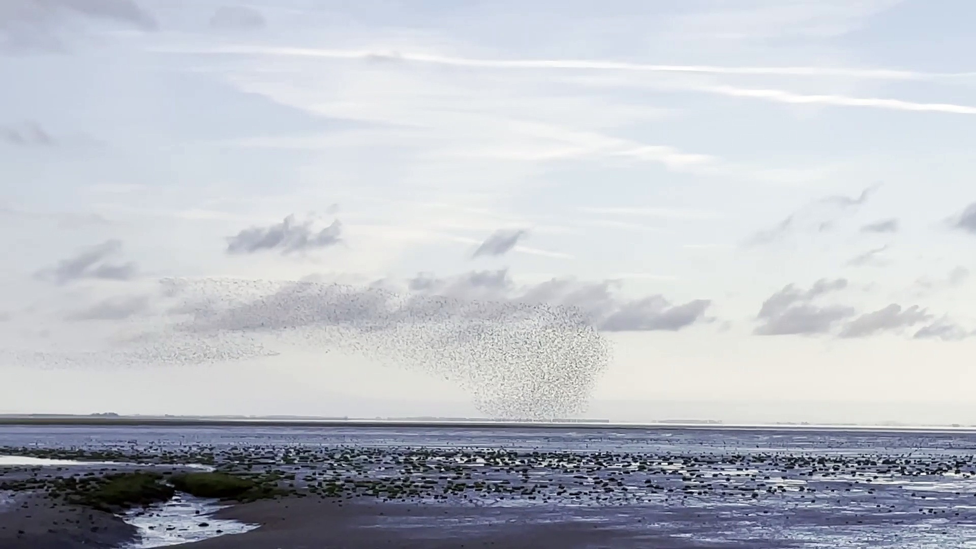Photographer captures mesmerising sight of thousands of wader birds at ...