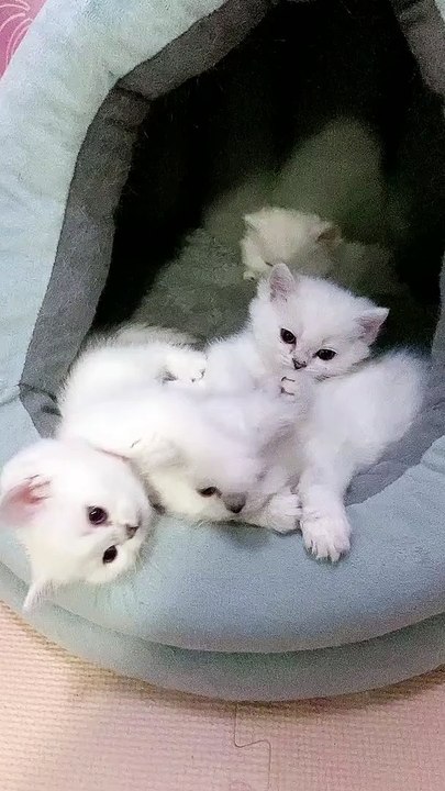 Aww_Cute_Cats_tutorial_&_Meowing_Meow_Kittens_&_Funny_Meow_Cat_#Shorts ...