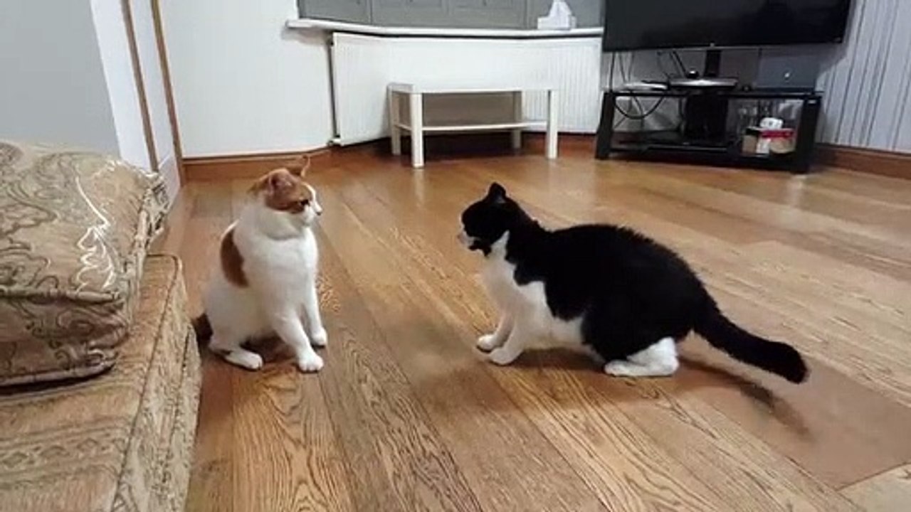 Cat_Fight(360p) - video Dailymotion