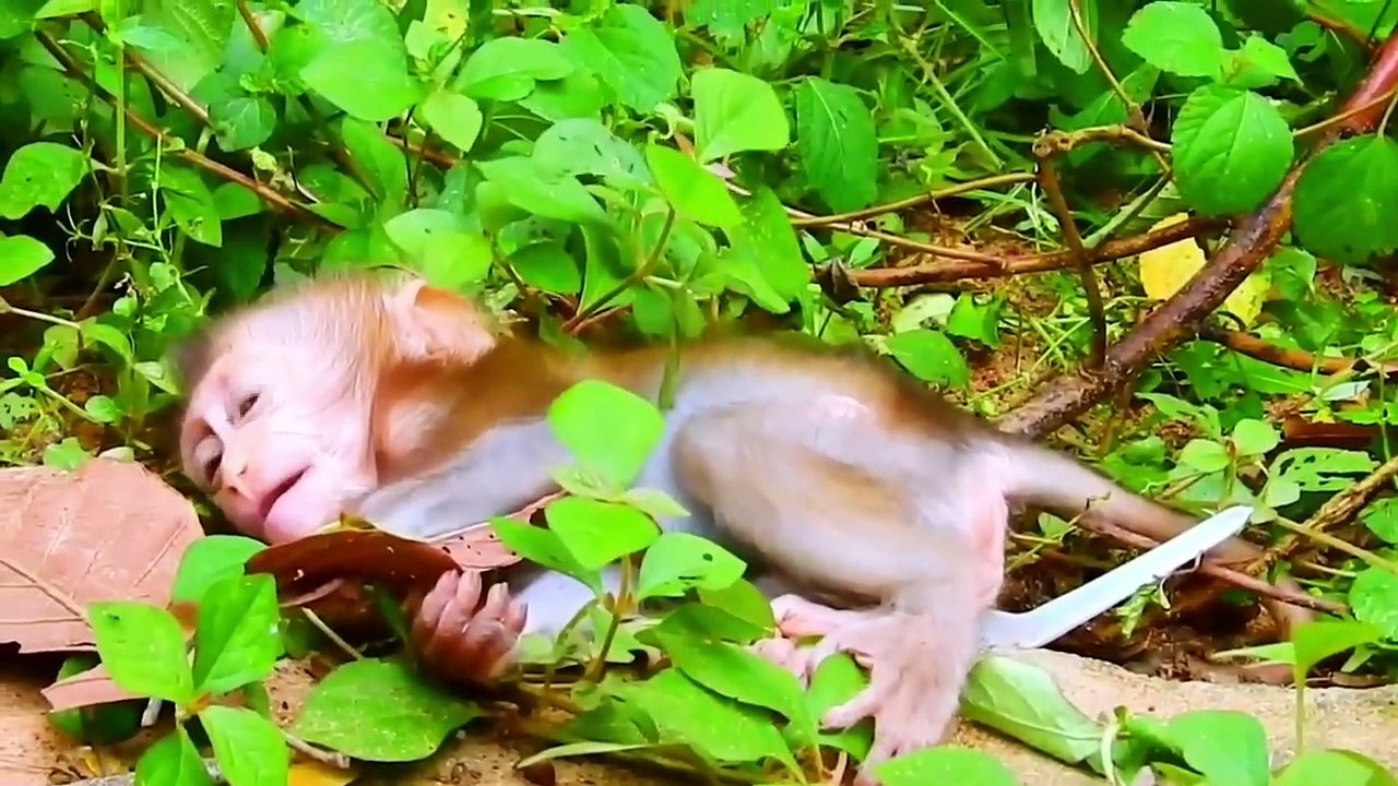 Baby Monkey Crying Sad Moments - video Dailymotion