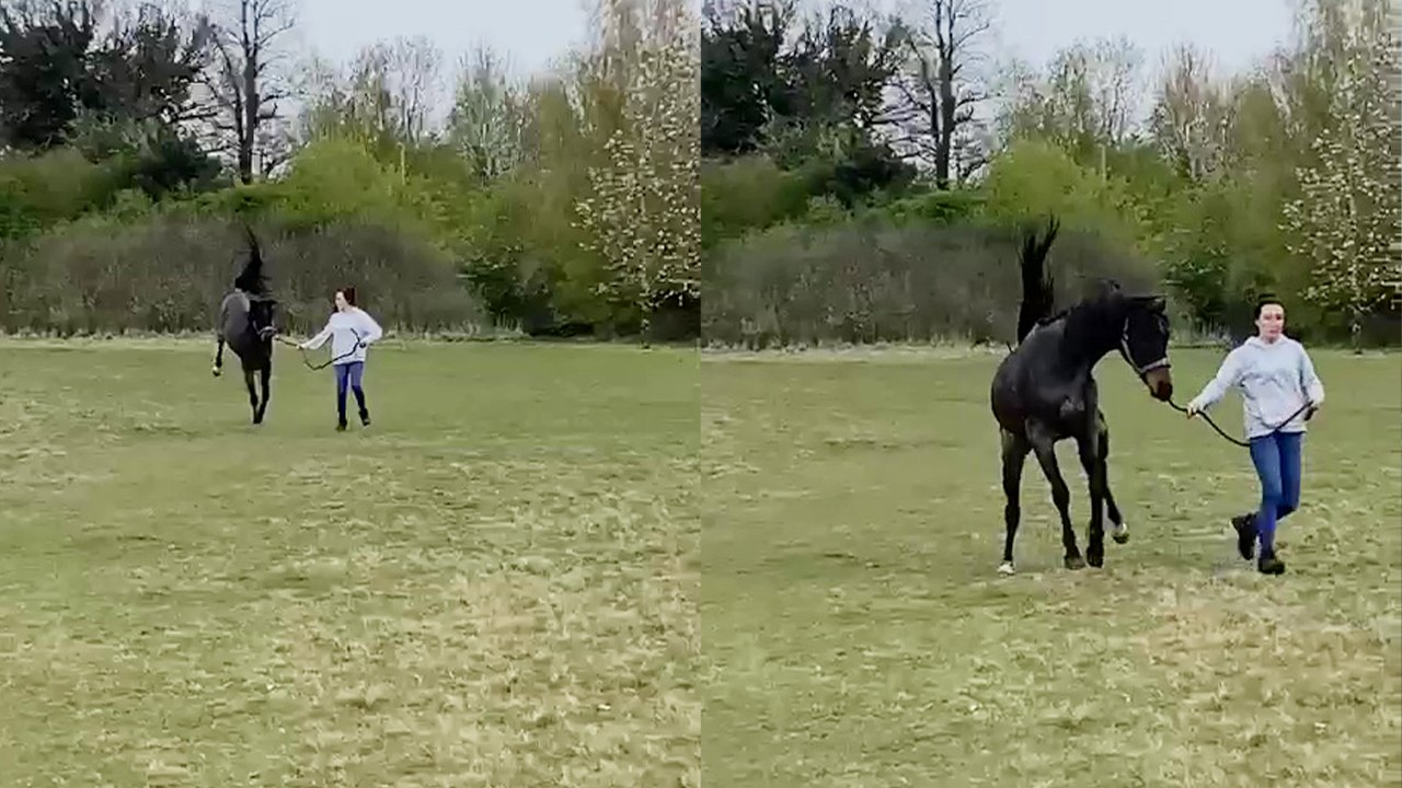 Hangry horse almost delivers a brutal kick to her owner's ribs - video ...