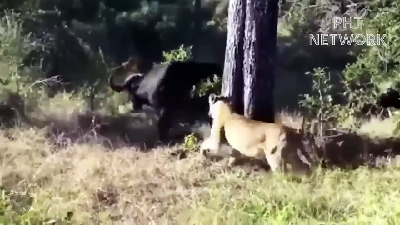 Staggering... Fierce Battle The Hunter And The Unforgiving Prey Fight ...