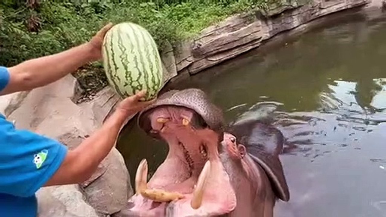 Hippo eats watermelon - video Dailymotion