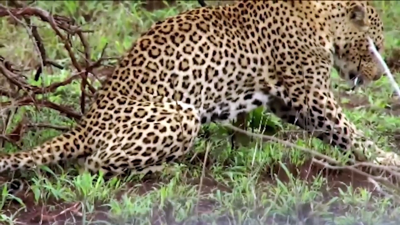 4 Moments When Animals Messed With The Wrong Opponent - video Dailymotion