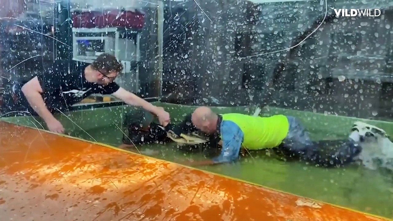 Best Crocodile Attacks Caught on Camera - video Dailymotion